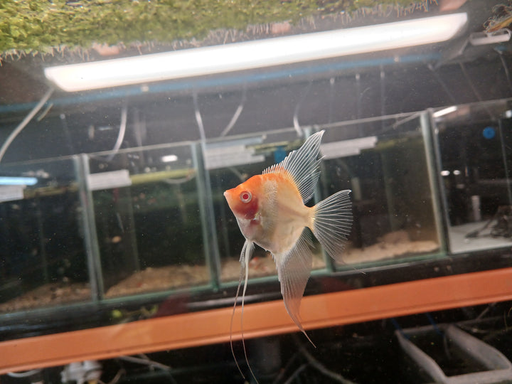 Angel Fish – Top Fin Aquatics