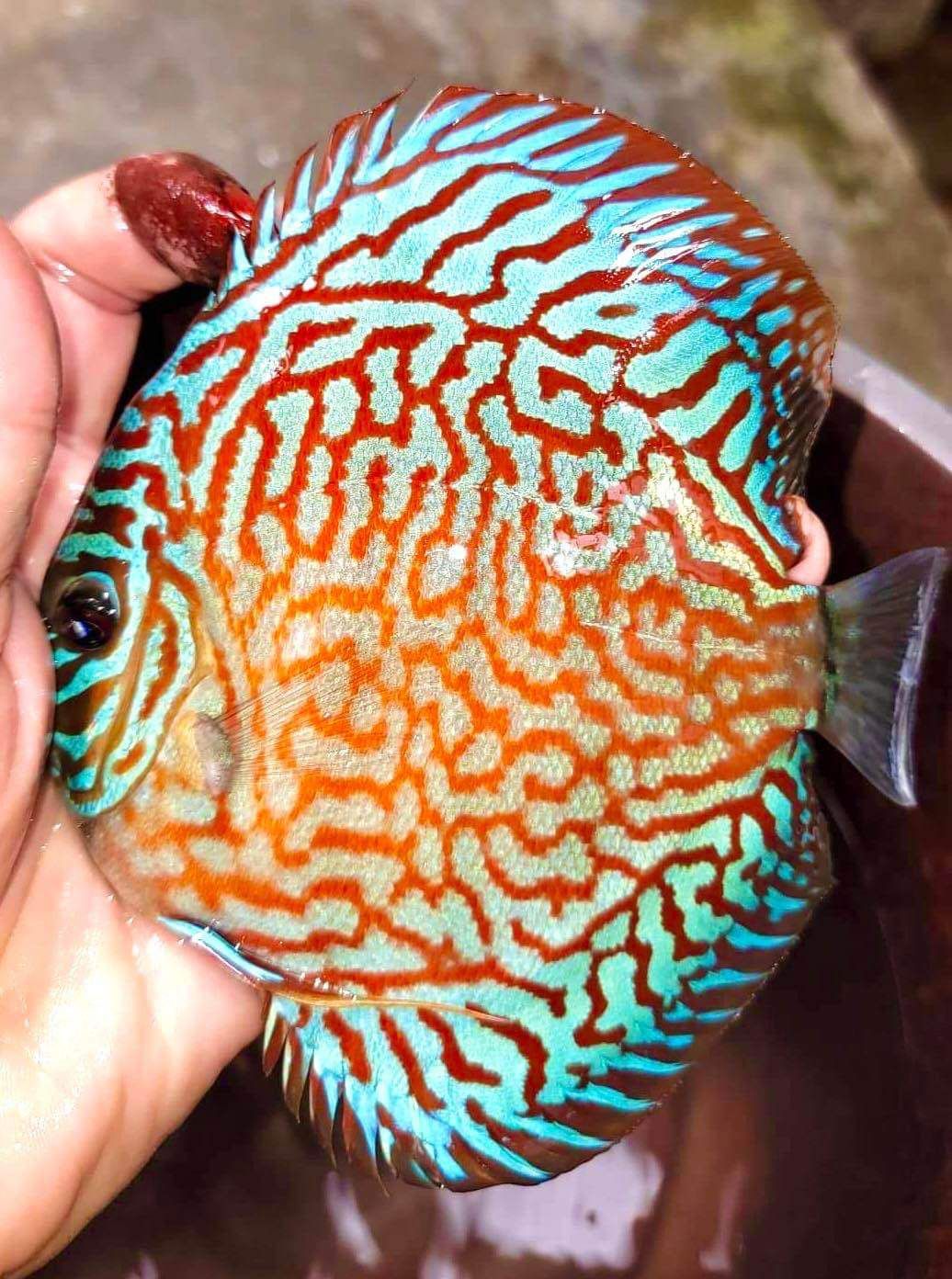 Galaxy Turquiose Discus - 10CM – Top Fin Aquatics