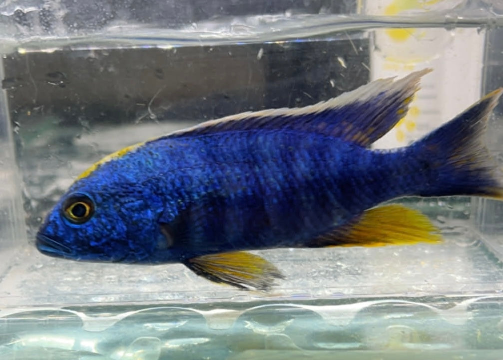Red Fin Fryeri Cichlid 6-8 cm - NZ Breed – Top Fin Aquatics