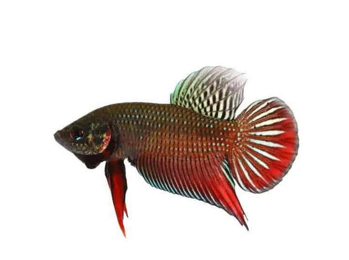 Bettas – Top Fin Aquatics