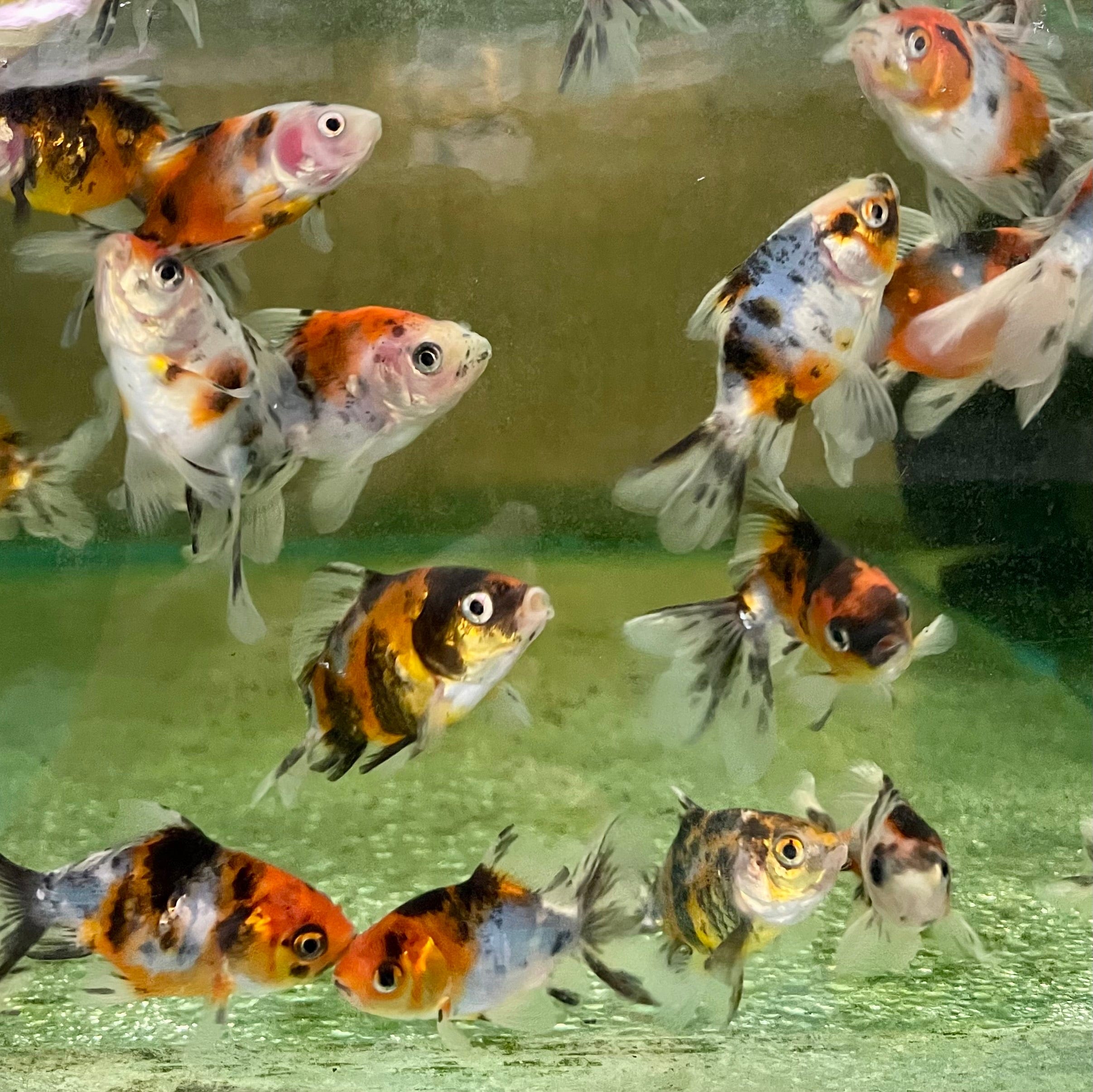 Calico Fantail Goldfish – Top Fin Aquatics