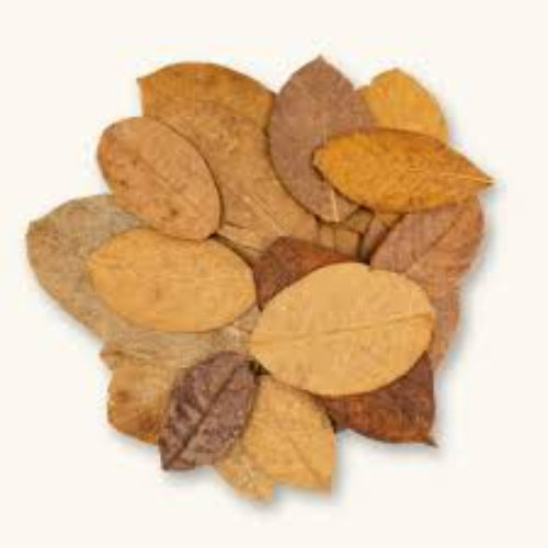 Jackfruit Leaves Botanicals - 10 pack – Top Fin Aquatics