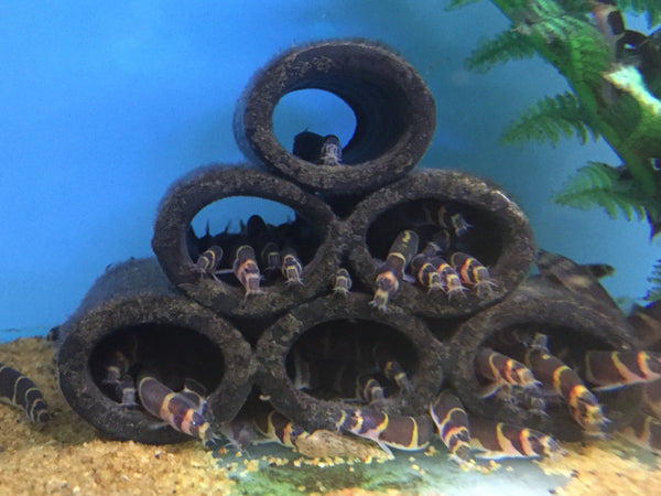 Banded Kuhli Loach – Top Fin Aquatics