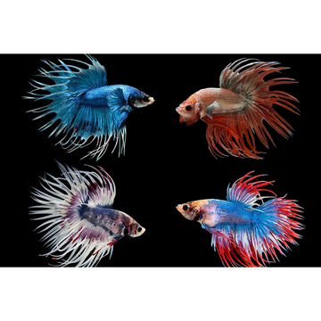 Bettas – Top Fin Aquatics