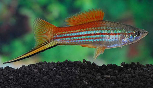 Neon Sword Tails – Top Fin Aquatics