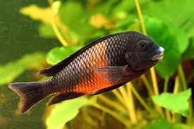 Tropheus Moorii Pemba – Top Fin Aquatics