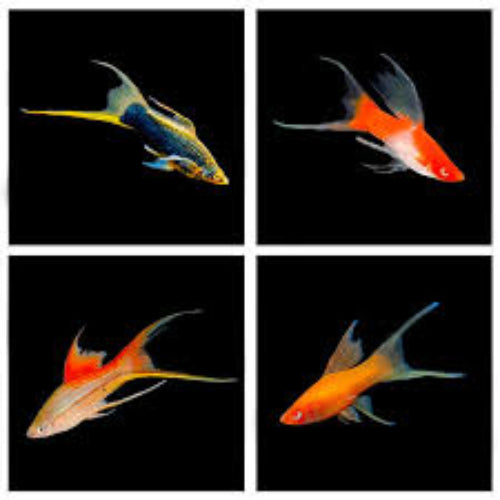 Assorted Lyretail Sword Tail – Top Fin Aquatics