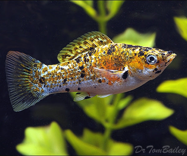 Calico Sailfin Molly – Top Fin Aquatics