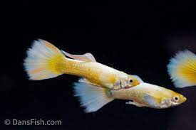 Full Gold Guppies – Top Fin Aquatics