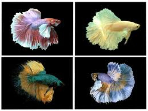 Super Delta Dumbo Male Fighter – Top Fin Aquatics