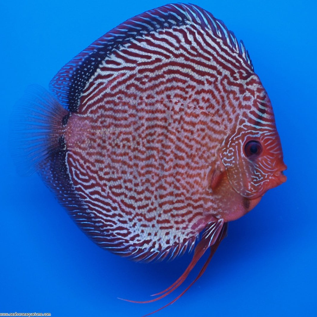 Discus – Top Fin Aquatics
