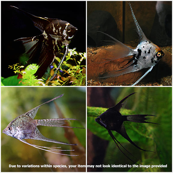 Assorted Veiltail Angel - Pterophyllum Scalare – Top Fin Aquatics