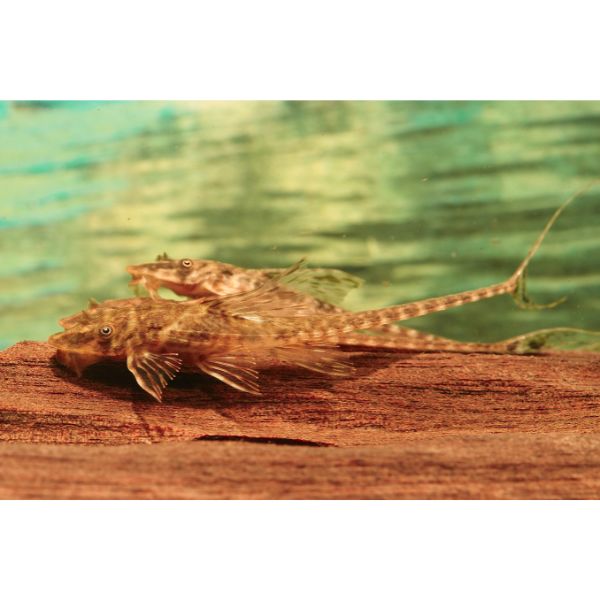 Whiptail Parva Catfish – Top Fin Aquatics