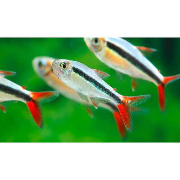 Red Tail Penguin Tetra – Top Fin Aquatics